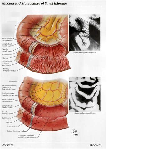 Jejunum Ileum Diagram Quizlet