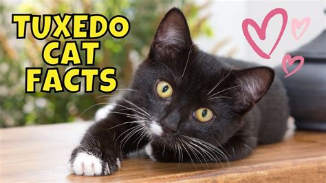 10 Surprising Facts About Tuxedo Cats YouTube