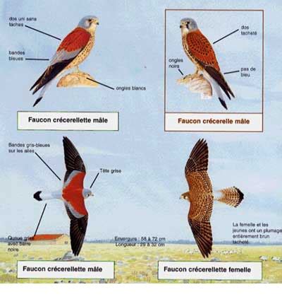 Faucon crécerellette LPO Ligue pour la Protection des Oiseaux