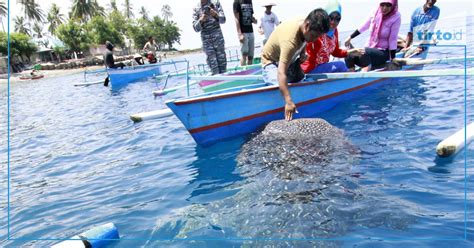 Aturan Baru Objek Wisata Hiu Paus Gorontalo Akan Diterapkan