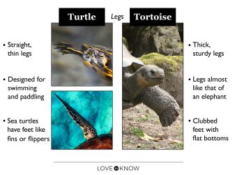 Turtle Or Tortoise As A Pet Gegu Pet
