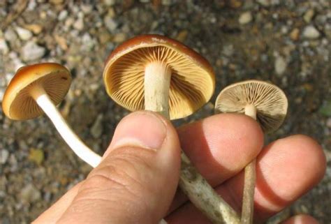 Hongos mágicos para la depresión ESPSformacion
