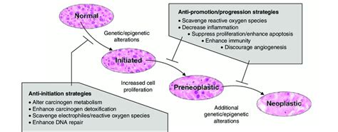 multistep carcinogenesis pathway a schematic presentation of the download scientific diagram