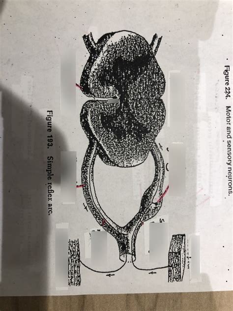Better Reflex Arc Diagram Quizlet