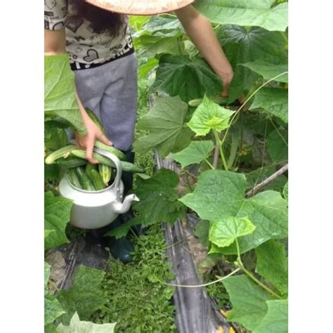 Mùa vụ trồng dưa chuột vào tháng mấy