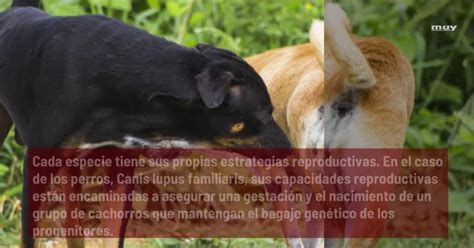 Por qué se quedan enganchados los perros tras la cópula