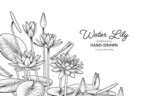 Premium Vector Hand Drawn Water Lily Flower Black Line Art Isolated