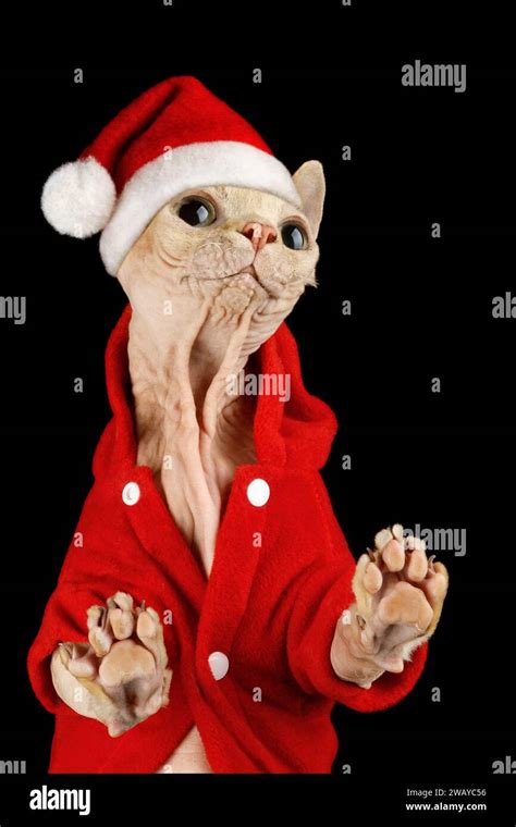 Rosafarbenes haarloses sphynx Kätzchen in rotem Santa Anzug mit großen