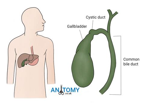 The Gallbladder Function Structure Location With Pictures