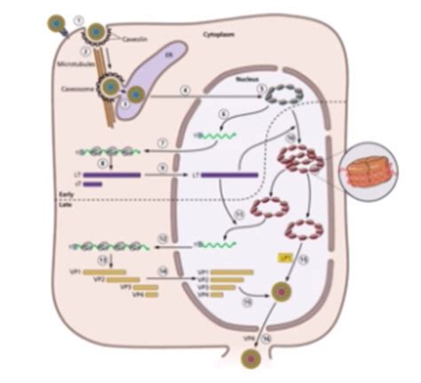 Viral Structure And Replication Flashcards Quizlet