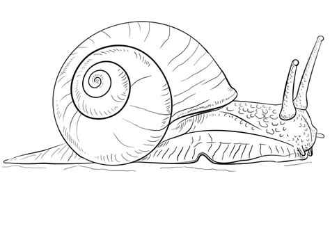 Dibujos De Caracol 4 Para Colorear Para Colorear Pintar E Imprimir