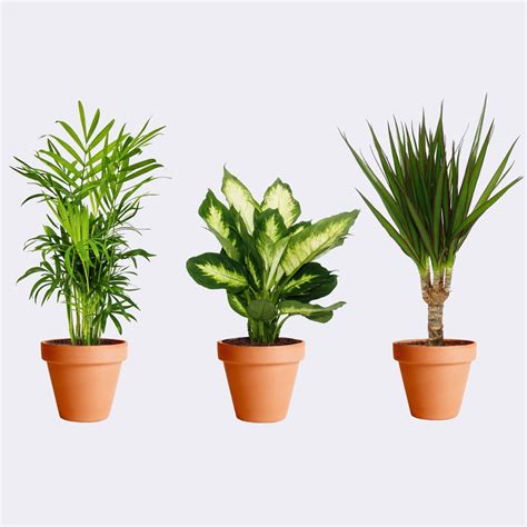 Pack Plantas Purificadoras Del Aire Con Maceta De Cer Mica Decoalive