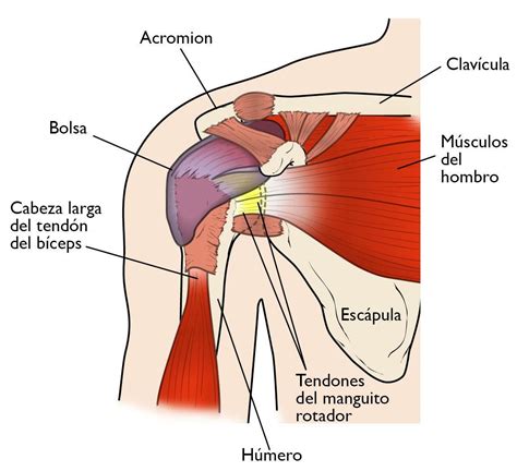 Cirugía de Manguito Rotador Cómo se realiza la operación y cómo es su