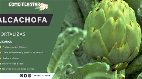 Cuándo es el mejor momento para plantar alcachofas Plantasmanía