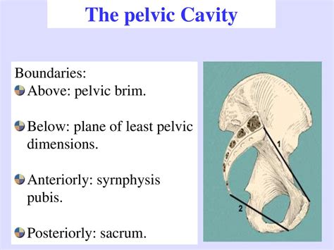 Pelvic Cavity Boundaries
