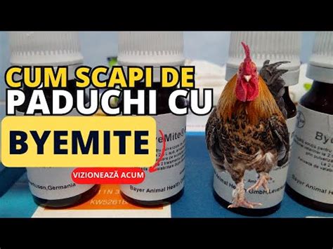 Cum Scapi De Paduchi De La Gaina Cu BYE MITE YouTube