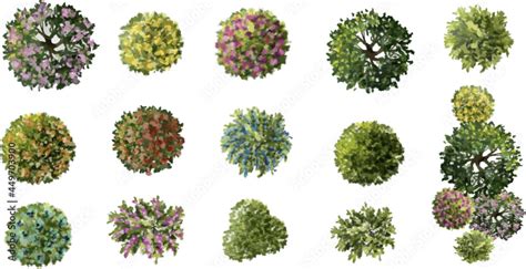 Vector Of Abstract Watercolor Tree Top View Isolated On White