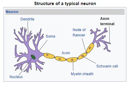 Axons Definition