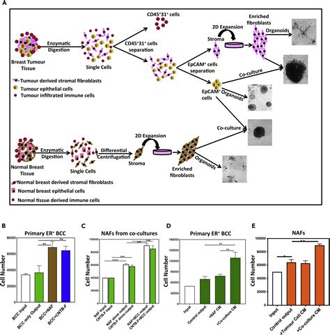 Paracrine Crosstalk Between Fibroblasts And ER Breast Cancer Cells