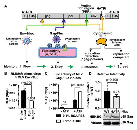 Construction And Characterization Of Reporter Viruses For Visualizing