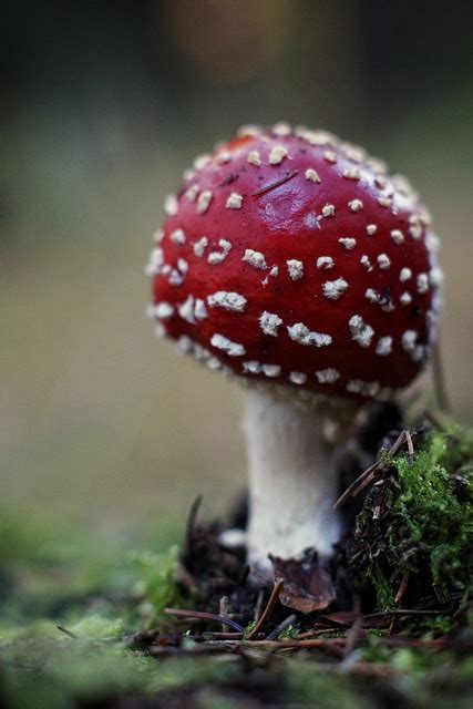 Hutan Jatuh Jamur Foto Gratis Di Pixabay Pixabay