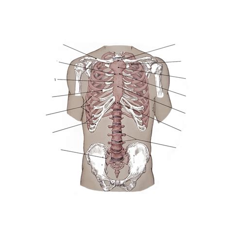 Anterior View Of The Bones Of The Spine And Thorax Diagram Quizlet