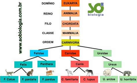 Classificação dos Seres Vivos Só Biologia