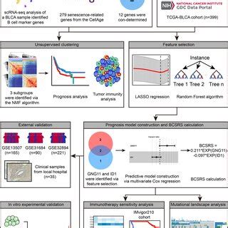 Identification Of 12 B Cell Senescencerelated Genes A Two Thousand