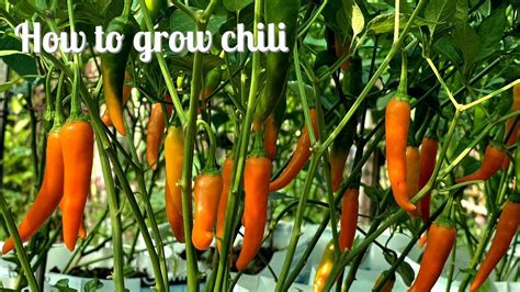 How To Grow Chili Youtube