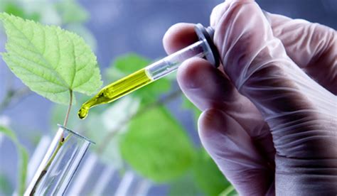 ES REALMENTE IMPORTANTE LA BIOTECNOLOGÍA ARTICULOS