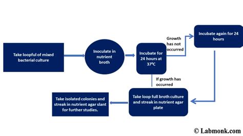 Bacterial Identification