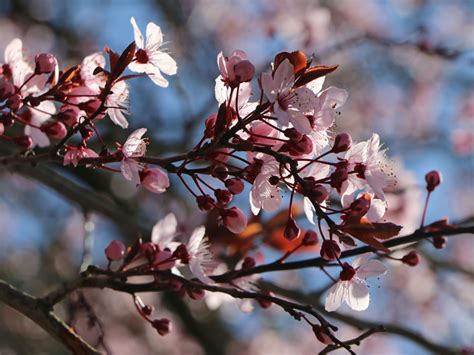 Blutpflaume Nigra Prunus Cerasifera Nigra Baumschule Horstmann