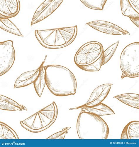 Vector El Modelo Incons Til Con Los Limones Dibujados Mano Ramifican