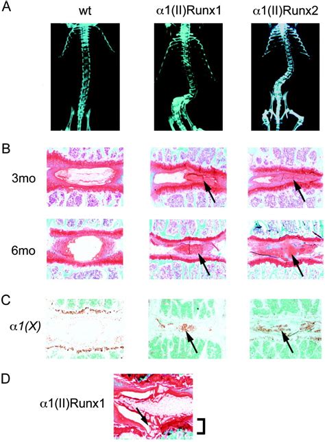 The Distinct Role Of The Runx Proteins In Chondrocyte Differentiation