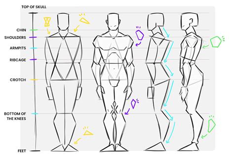 Zephy Drawing The Human Body Getting Proportions Right