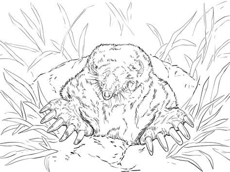 Mole Outline Coloring Play Free Coloring Game Online
