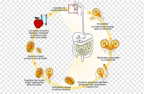 Giardia lamblia protist ciclo de vida biológico entamoeba histolytica