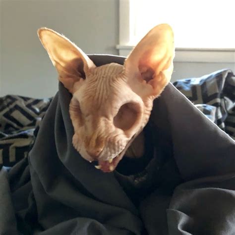 Meet The Hairless Cat With NO EYES That Has Won Thousands Of Fans