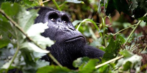 A Guide To Gorilla Trekking In Uganda Uganda Gorilla Trekking