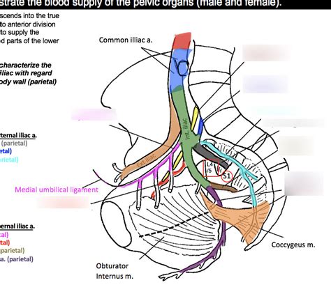Blood Supply Of Pelvis Lateral View Diagram Quizlet