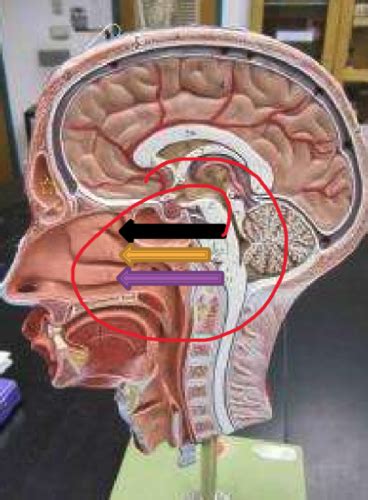 Anatomy Nose Sinuses Mouth And Throat Flashcards Quizlet