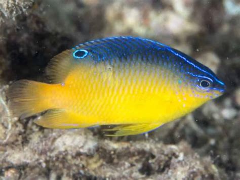 20 Best Saltwater Fish For Beginners With Pictures