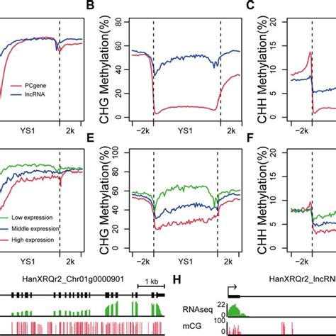 Expression Of Long Non Coding RNAs LncRNAs And Protein Coding Genes