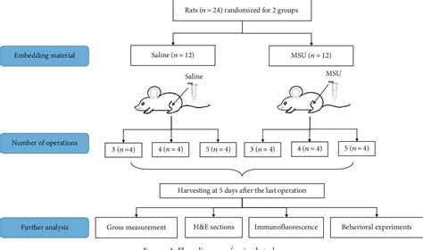 figure 1 from minimally invasive embedding of saturated msu induces persistent gouty arthritis