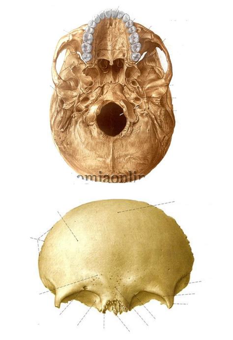 atlas cabeça e pescoço Anatomia de Cabeça e Pescoço