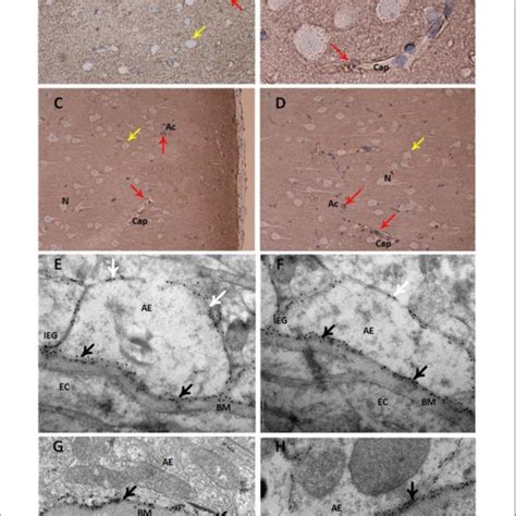FIGURE E Expression Of The Water Channel Aquaporin N AQPP In