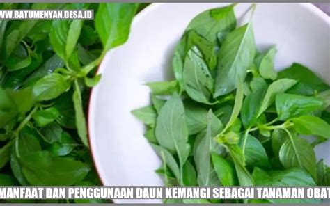 Manfaat Dan Penggunaan Daun Kemangi Sebagai Tanaman Obat Batu Menyan