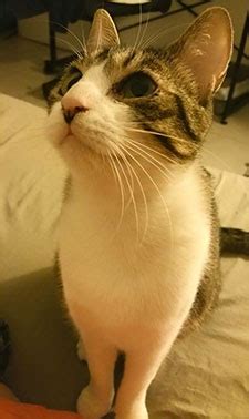 Truffaut St Maximin Ce Week End La Maison Des Chats Oise