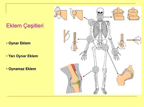 PPT DESTEK VE HAREKET SİSTEMİ PowerPoint Presentation ID 412767