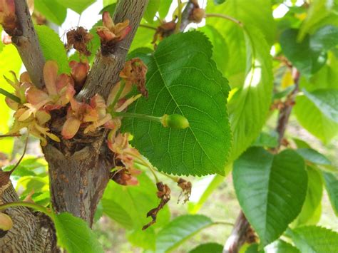 Guía completa Cómo plantar un cerezo a partir de una semilla